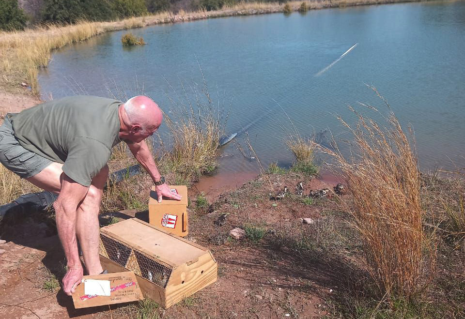 Kolgans-gesin stap toe so ewe by spreekkamer in | Die Pos