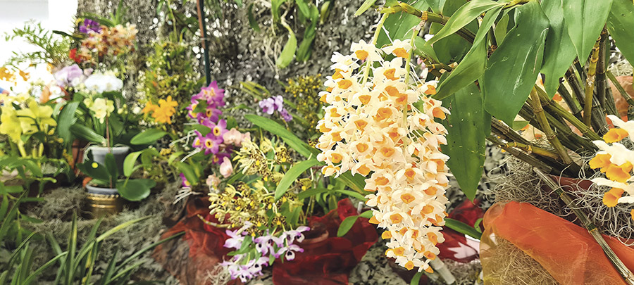 Orgideёskou ’n ontploffing van kleur | Die Pos