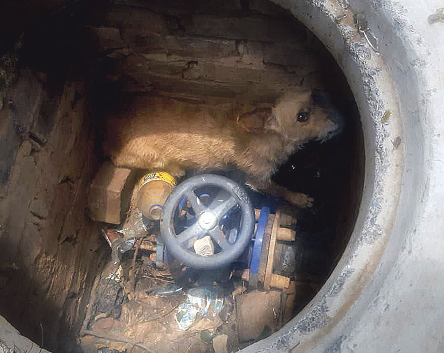 Oop mangate in dorp 'n groot gevaar | Die Pos