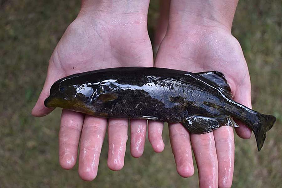 ‘Dolfyne’ swem in Donkerpoortdam | Die Pos