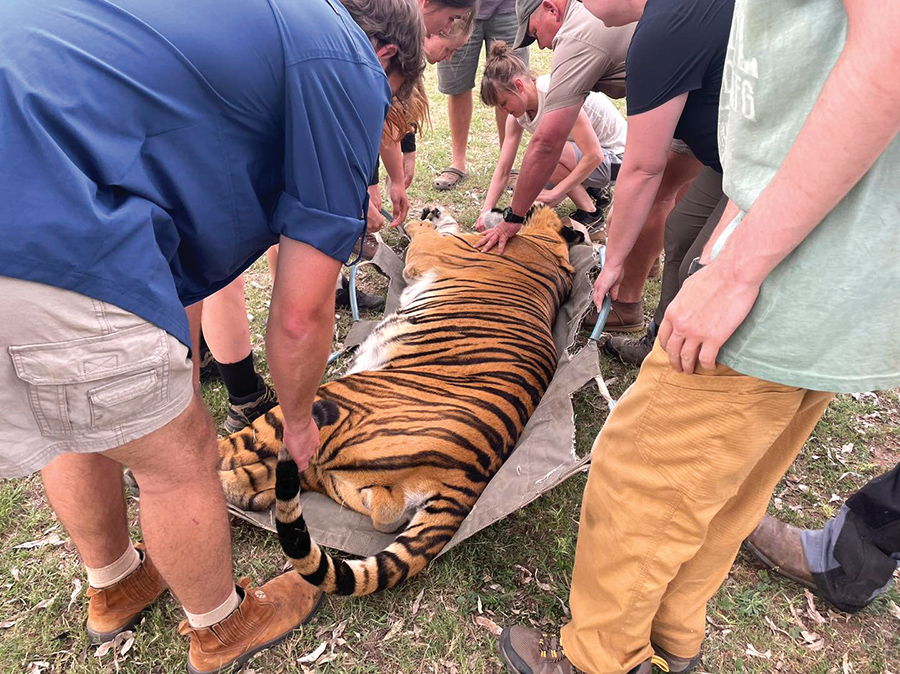 Rumatiek ry selfs die grootste katte | Die Pos