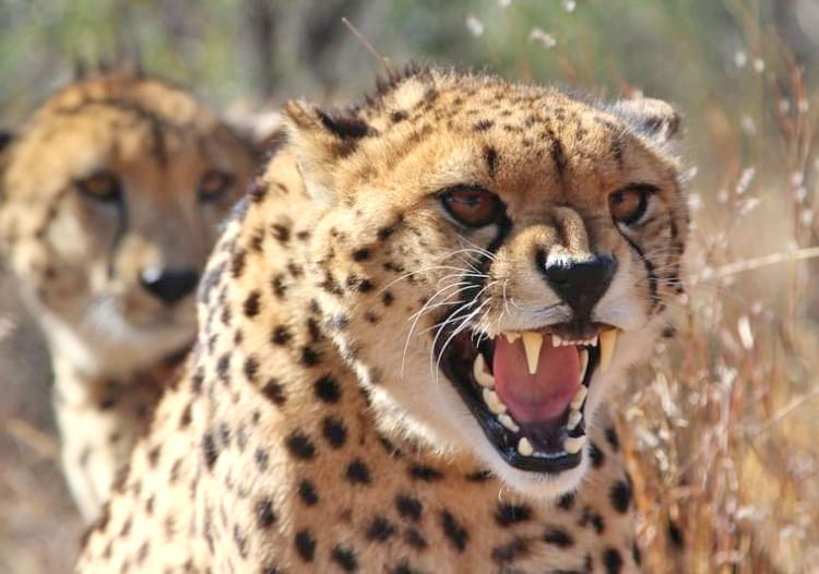 Groot kat kry woema | Die Pos