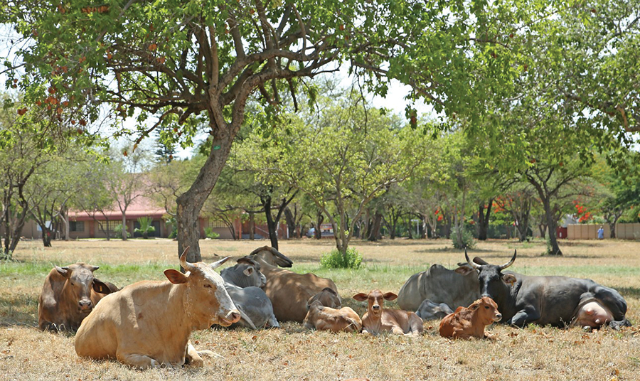 Brief: Diere en hul ‘vreemde’ maniere | Die Pos