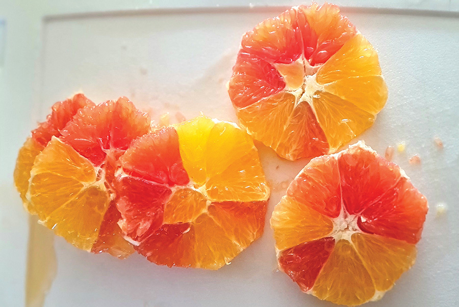 Veelkleurige lemoen laat mense kopkrap | Die Pos