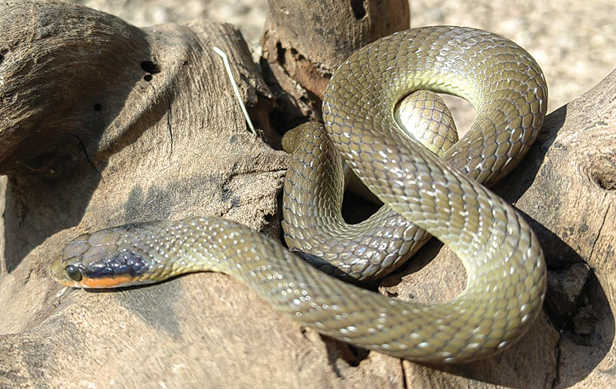 Rooilip sorg vir groot skrik by hospitaal | Die Pos