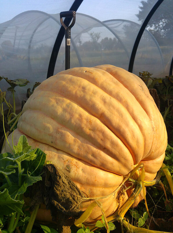 Brief: Een ton mikpunt vir Goliat van Gat-pampoenkompetisie | Die Pos