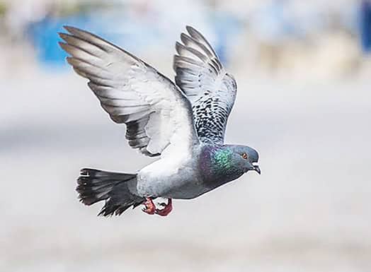 Wedvlug-duiwe maak weer so | Die Pos