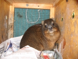 Hectic day for SPCA in PMB’s sweltering heat | The Witness