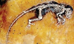 Ida is not remotely a human ancestor — or even an ape | The Witness