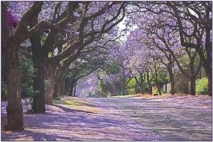 ‘Spitting’ trees: readers share jacaranda memories | The Witness