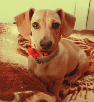 How Dingo got her mojo back | The Witness