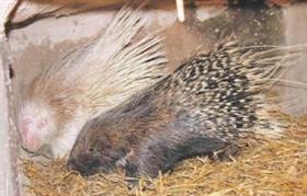 Prickled pink: Rare pale porcupine in good health after hunter’s trap ...