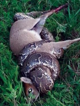 Man watches buck squeezed to death | The Witness