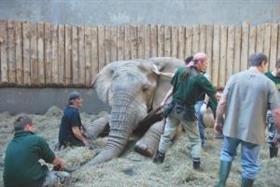 Jumbo-sized dentistry - PMB-based company creates specialised equipment ...