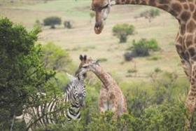 Zebra ‘adopts’ baby giraffe | The Witness