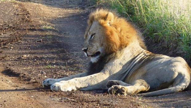 Relief as lion is found in old home after long search | The Witness