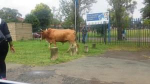 Angry bull charges at pupils | The Witness