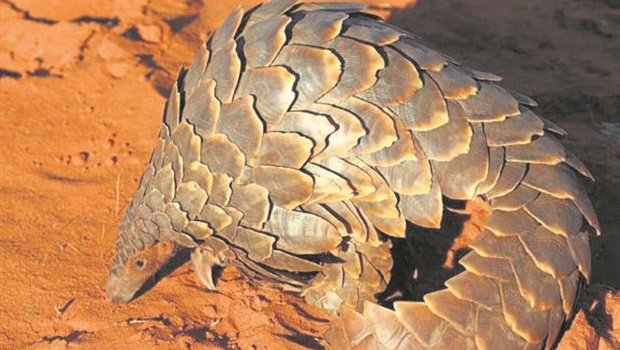 Outrage over ruling in pangolin case | The Witness