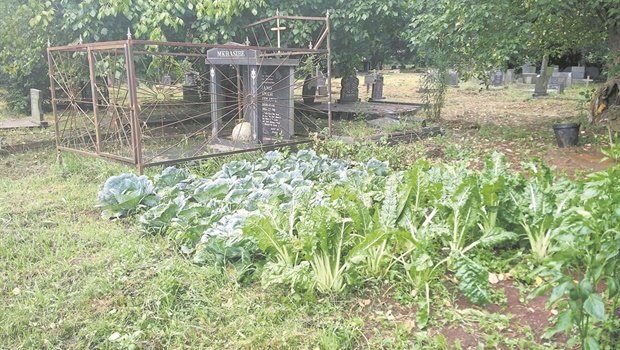 Vegetable patch flourishing between the graves in Howick | The Witness