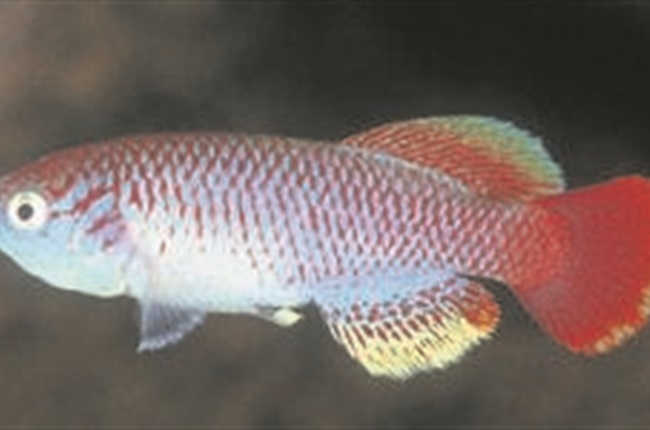 Africa fish honour for David Attenborough | The Witness