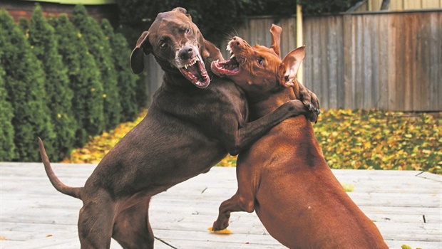 Hidden scourge of dog fights | The Witness