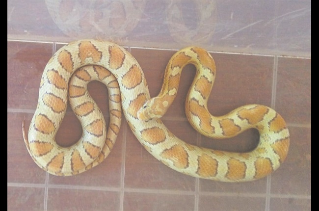 Exotic snake surprises Howick couple | The Witness
