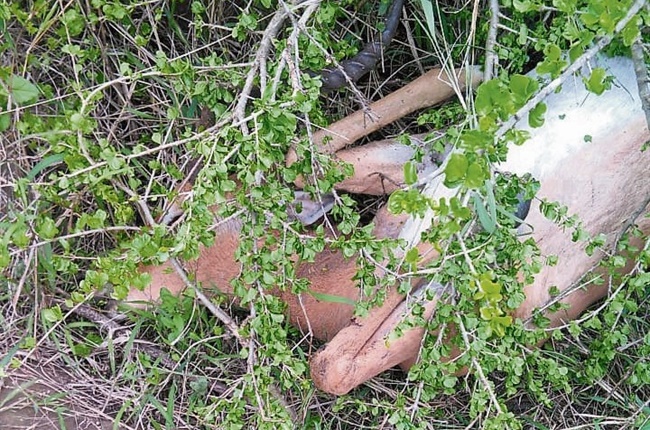 Impala carcass found in a snare at Bisley Nature Reserve | The Witness
