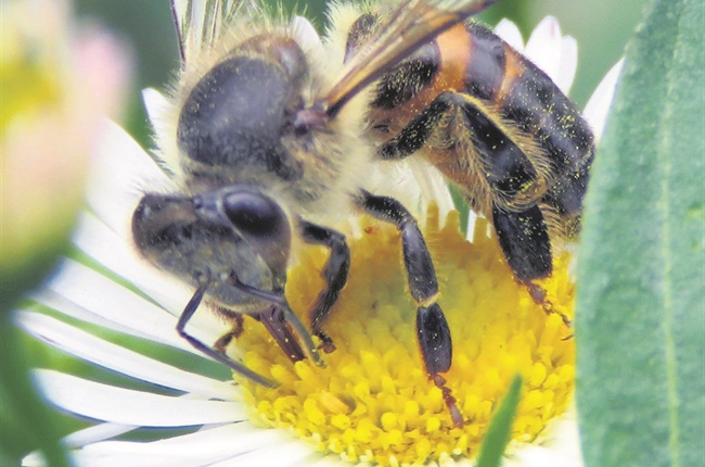 FEATURE | It's mating season and why it's a critical process for us all ...