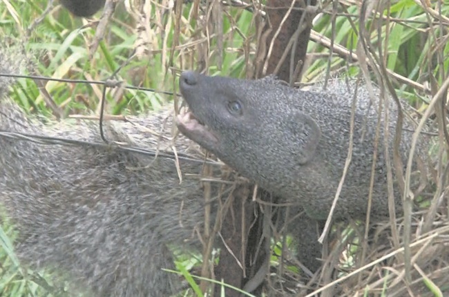 Grey mongoose recovering after being saved from snare | The Witness