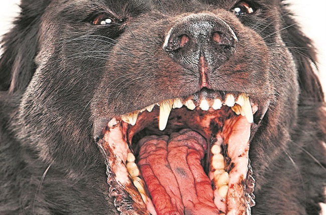 Locals and tourists urged to curb the spread of rabies during the ...