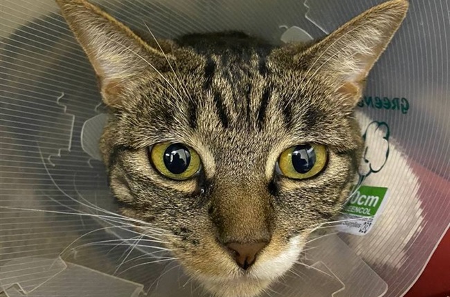 Partial knee replacement surgery on a cat another first for South ...