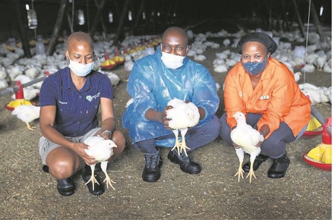 Retrenched Rainbow Chicken workers hatch new poultry business | The Witness
