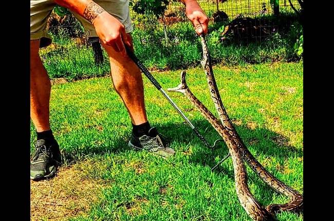 KZN snake catcher wrestles feisty python out of chicken pen | The Witness
