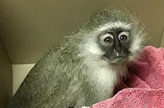 ‘Use water, not pellets on vervets,’ pleads Monkey Helpline | The Witness
