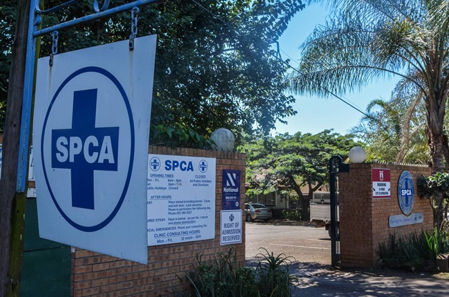 Pietermaritzburg SPCA’s financial crisis deepens | The Witness