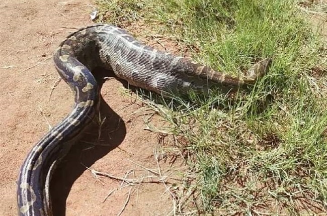 Puppy becomes an easy meal for a hungry python in Inanda | The Witness