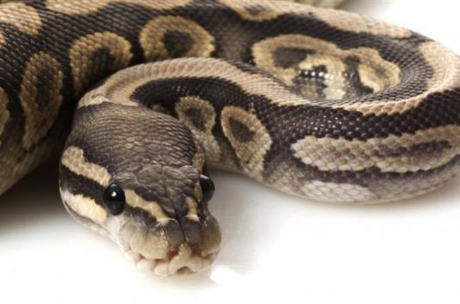 A little laughter | Man pleads with butchery looters to return stolen ...