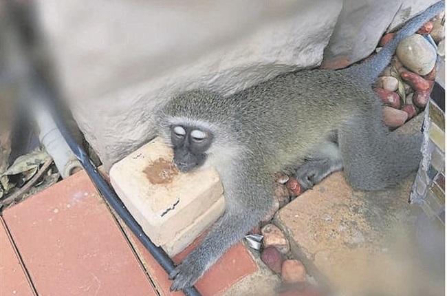 Poison for vervet monkeys also a danger to children, pets | The Witness