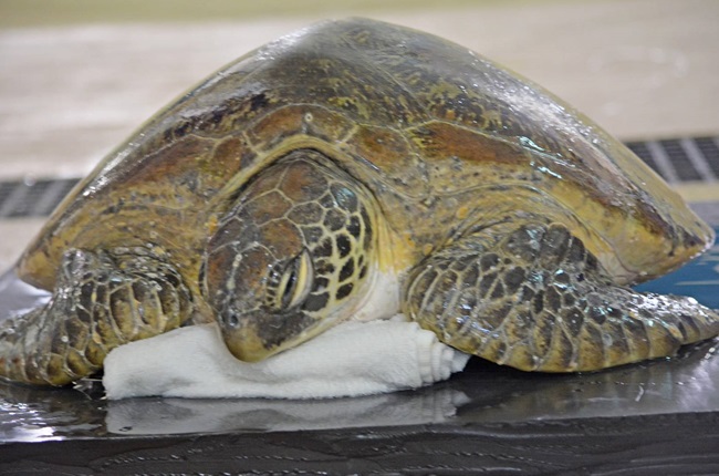 Rescued KZN green turtle free to dive again | The Witness