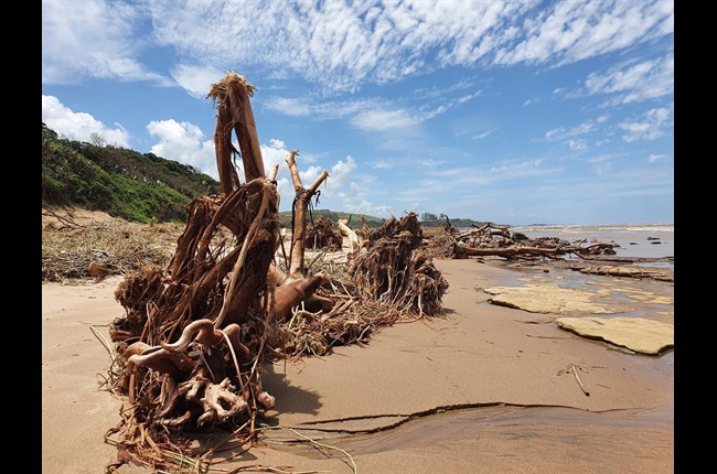 PICS | More debris cast out at Tugela Mouth Beach keeps beach closed ...