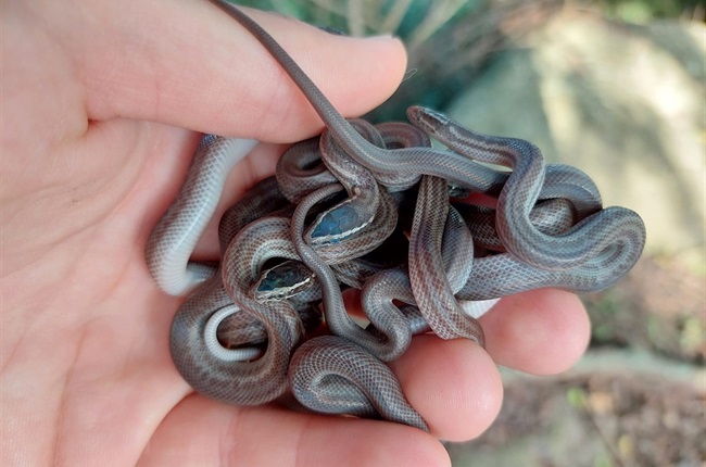 Leave hatchling snakes alone | The Witness