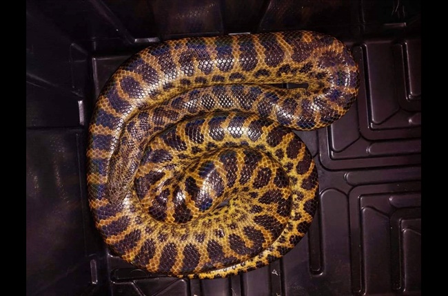 Pet anaconda that was on the loose in Phoenix has been found | The Witness