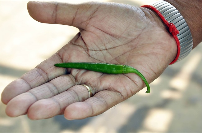 Pietermaritzburg man grows 300 cm tall chilli tree | The Witness