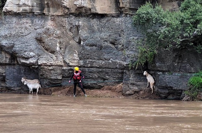 WATCH | Herd of goats rescued from a flooded river | The Witness