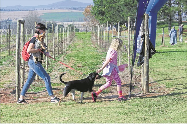 Take the dogs to the 1000 Paws Walk for a good cause in KZN | The Witness