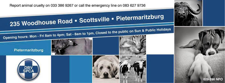 PMB SPCA surviving solely on donations | The Witness