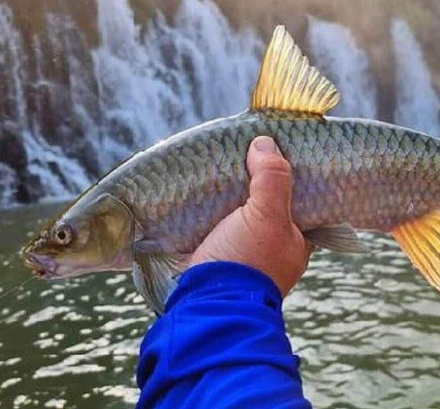 KZN yellowfish being reintroduced in Baynespruit River in ...