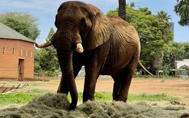 Pretoria Zoo’s beloved Elephant Charley might be retiring soon | The ...