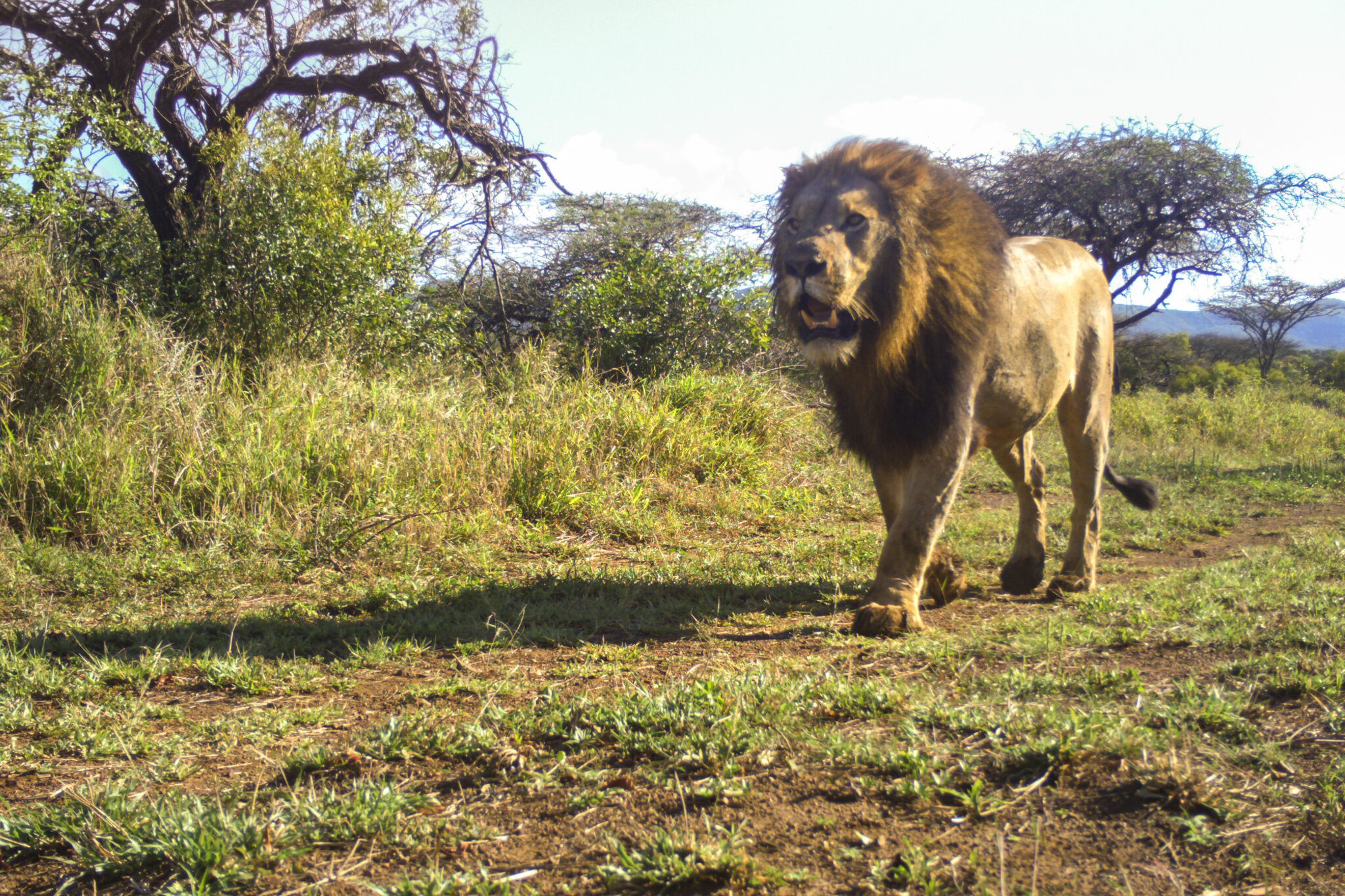 Ulundi residents warned of lions that escaped from Hluhluwe-Imfolozi ...
