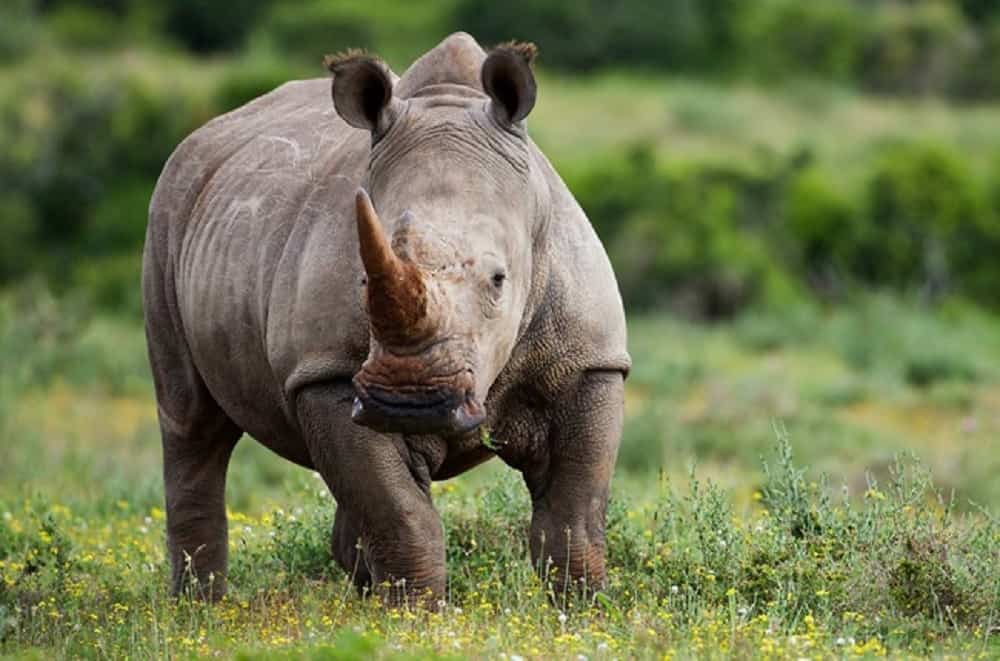 Pietermaritzburg rhino attack leaves one person critical | The Witness